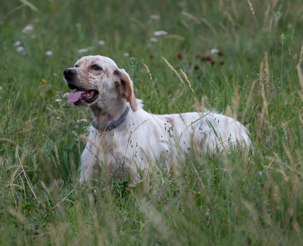 Chien Setter Anglais TR. Méline du bandou de couffins