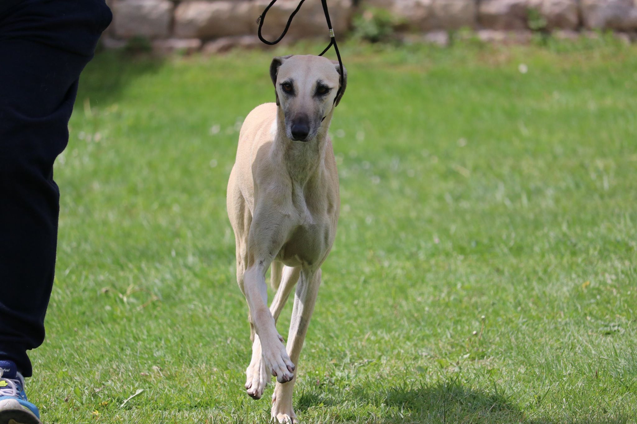 Chien Sloughi Néfertiti el chabiya de la Bérondière
