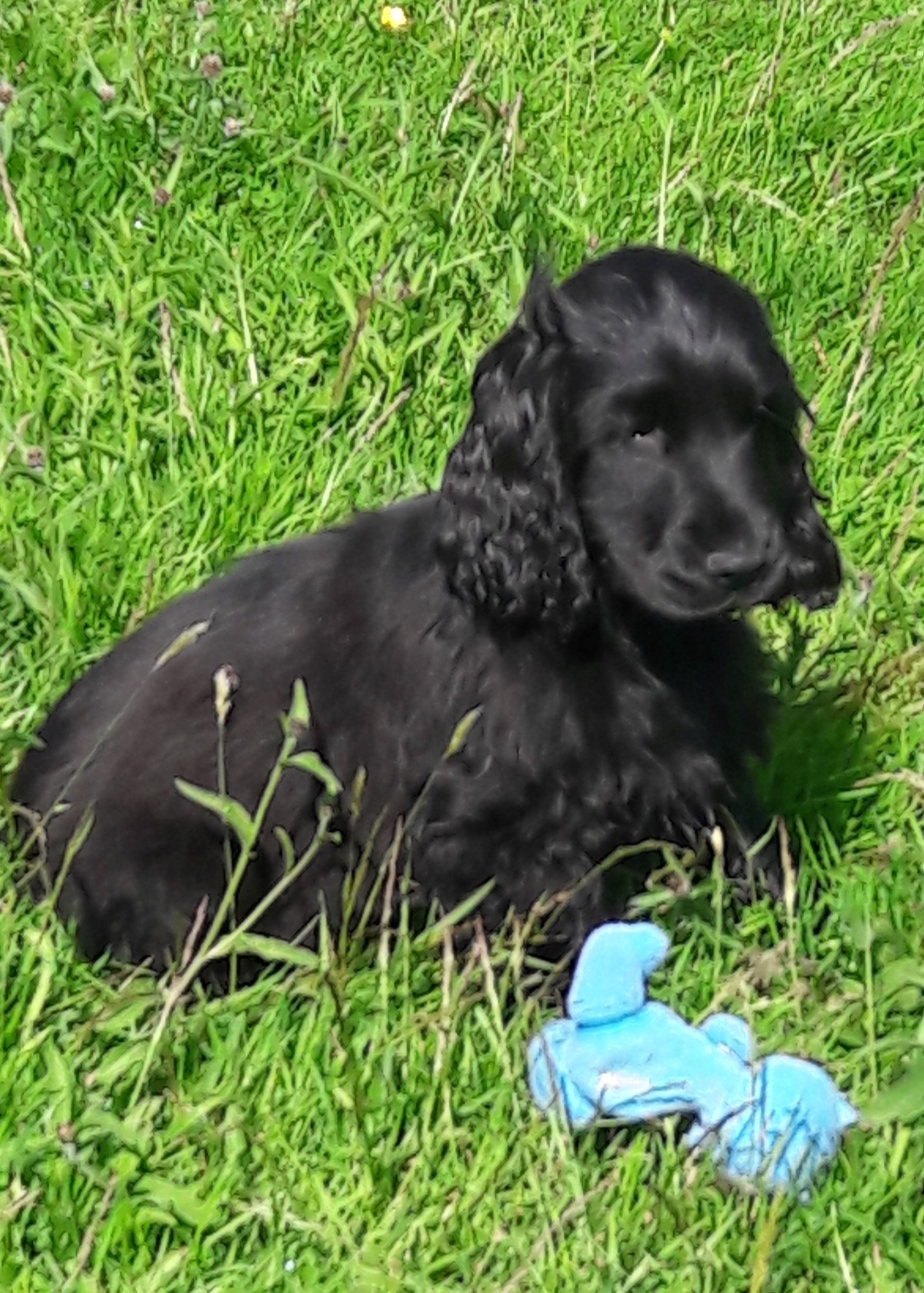 Chien Cocker Spaniel Anglais Sunset D'hell Petite guerlain