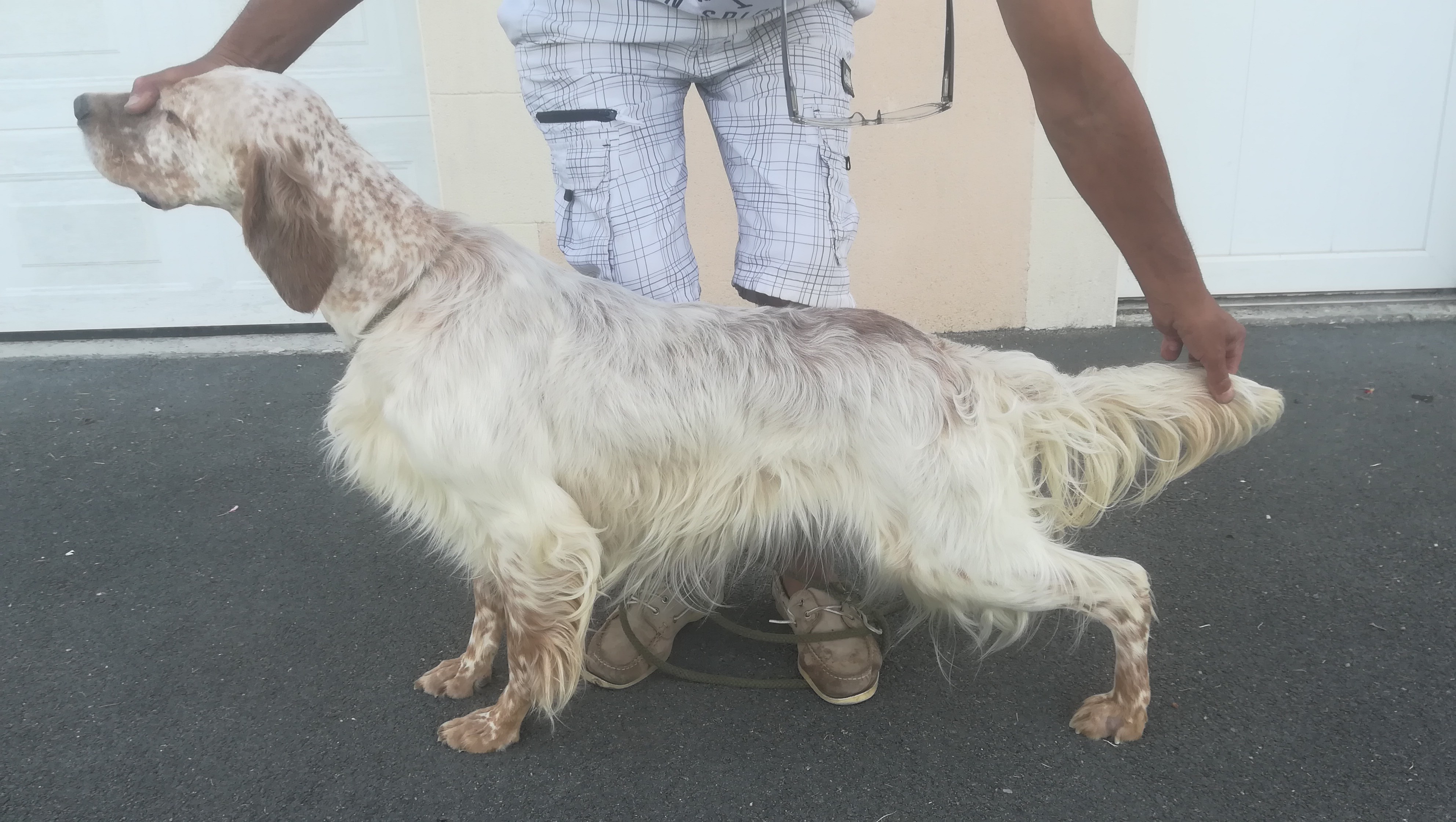 Chien Setter Anglais Jerry de la perdrisette