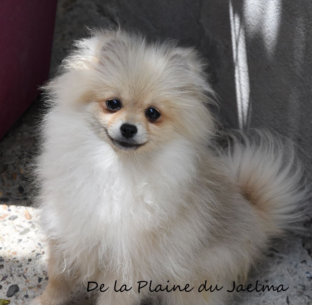 Chien Spitz allemand Olympie (Sans Affixe)