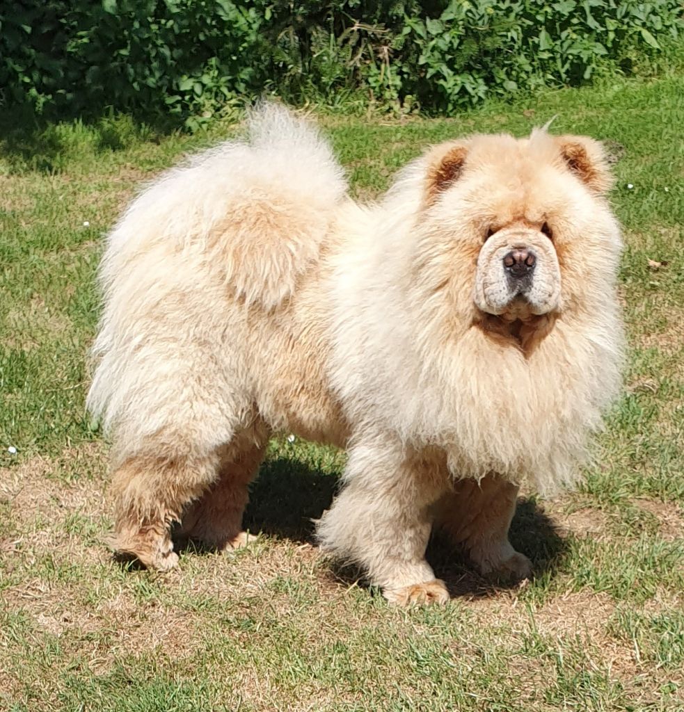 Chien Chow Chow L'kinoha De L'Esprit De Buchido