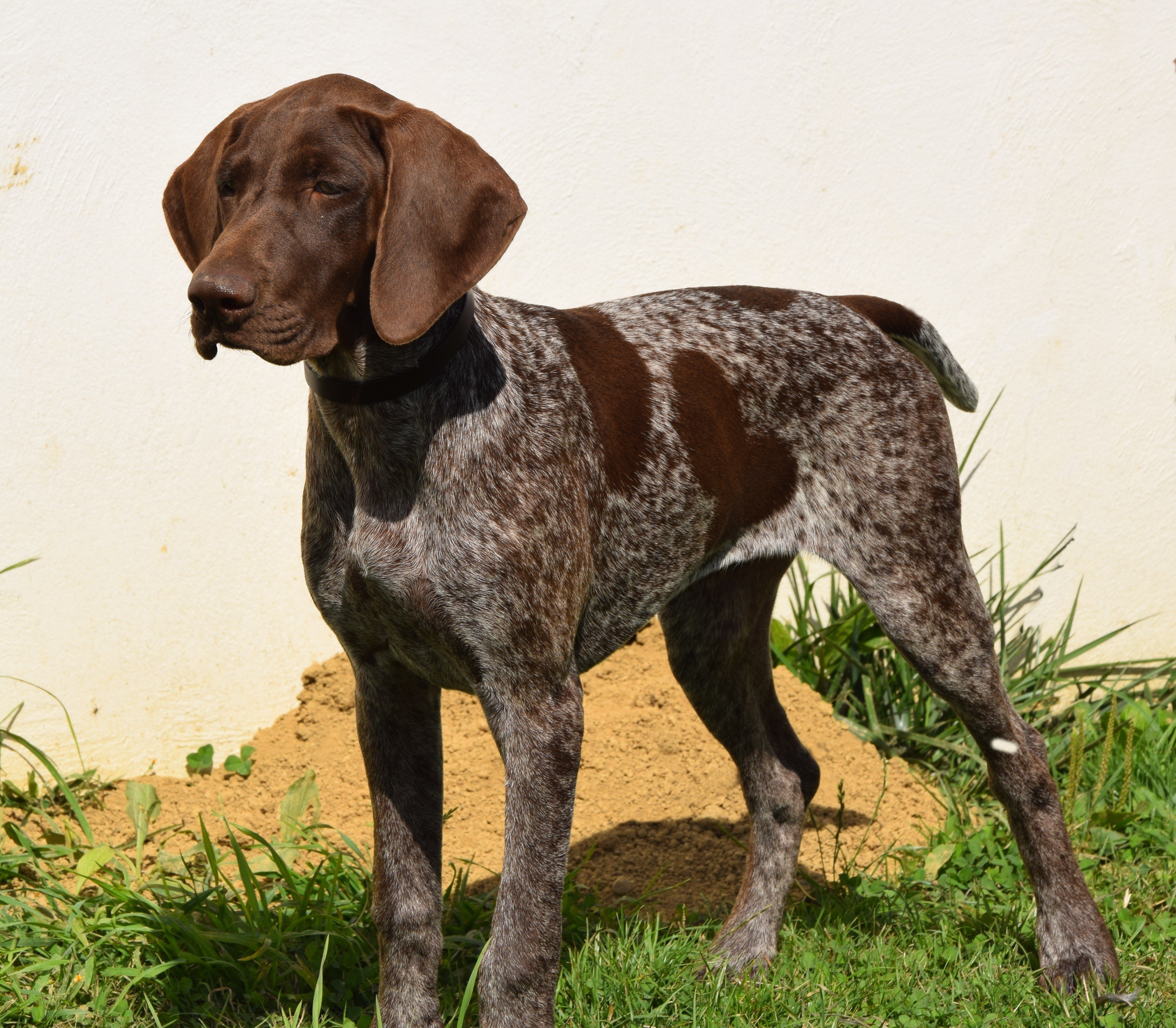 Chien - Elevage des Granges de la Dombes - eleveur de chiens Braque ...