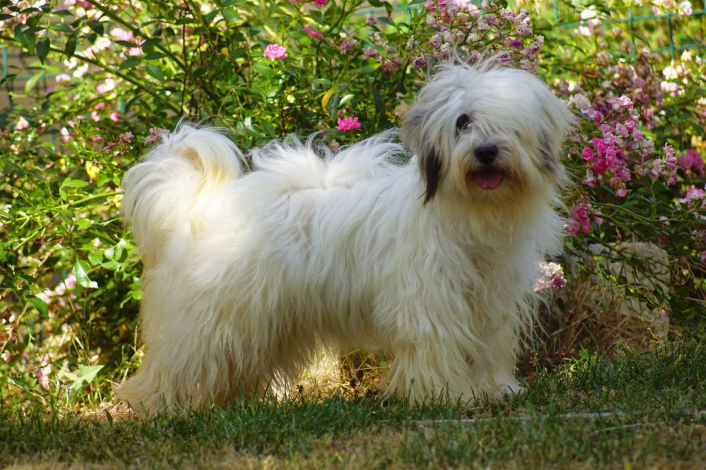 Chien Coton de Tulear Oléanne du moulin de Caveaumont