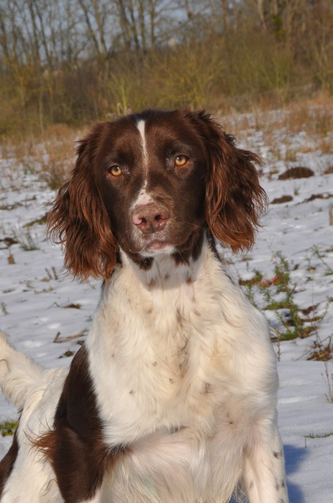 Chien English Springer Spaniel bishwell Bauden