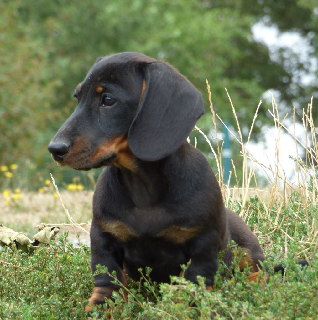 Chien Teckel poil ras Polochon de la Garenne en Hurepoix