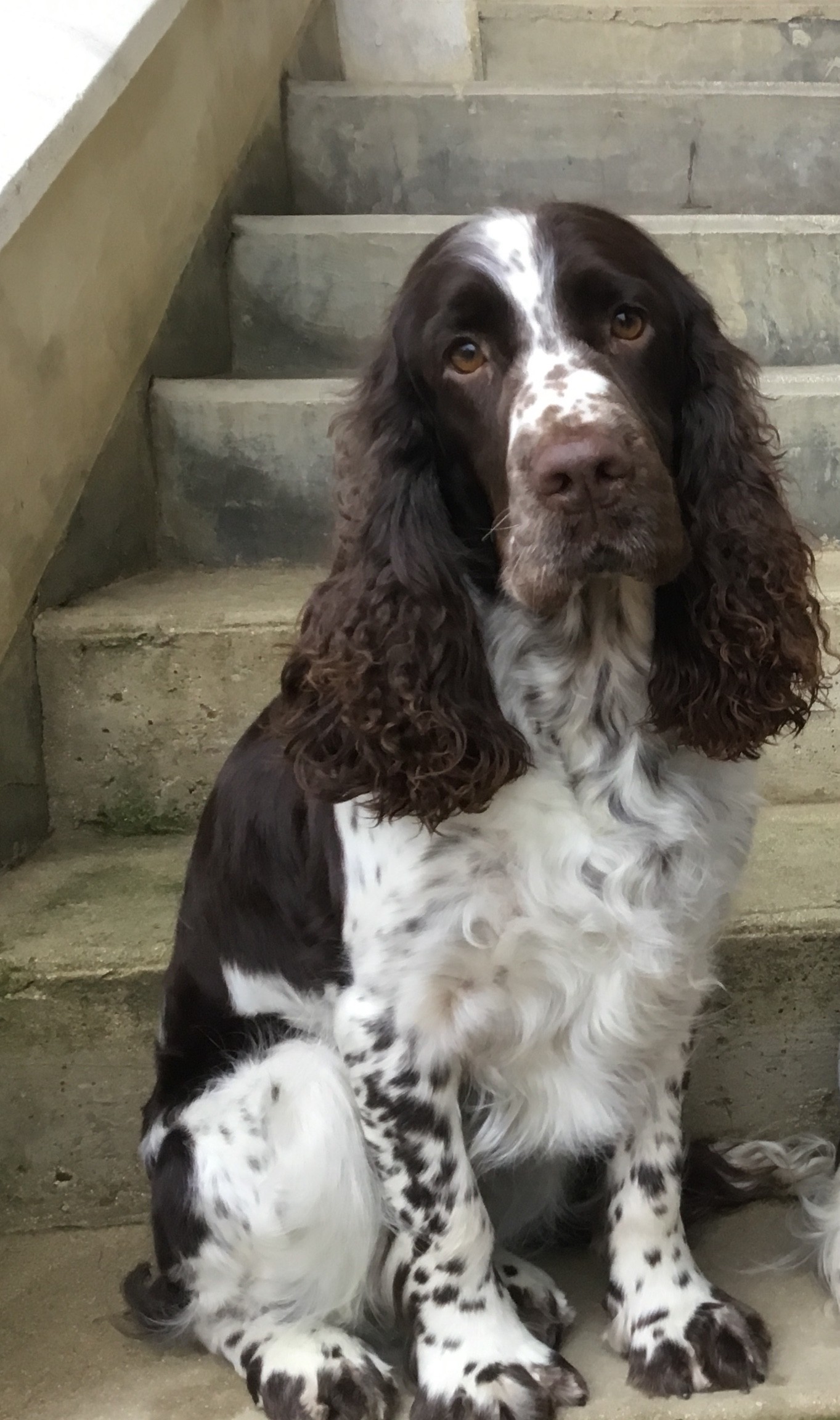 Chien English Springer Spaniel Justine du Chemin Aux Herbes Folles