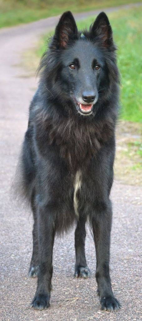 Chien Berger Belge Etna de la Tangi Morgane