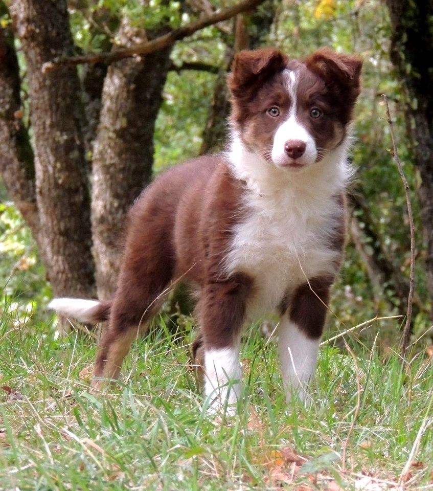 Accueil - Elevage Du Domaine De La Fauvette - eleveur de chiens Border ...