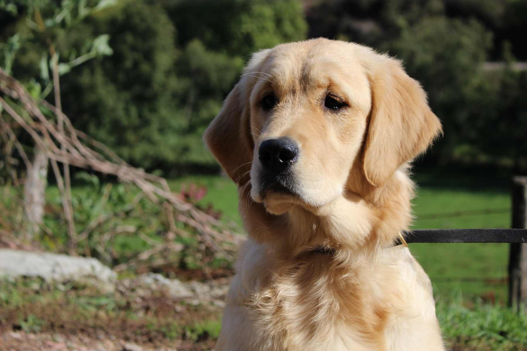 Chien Golden Retriever Pretty zoé Des terres sacrees