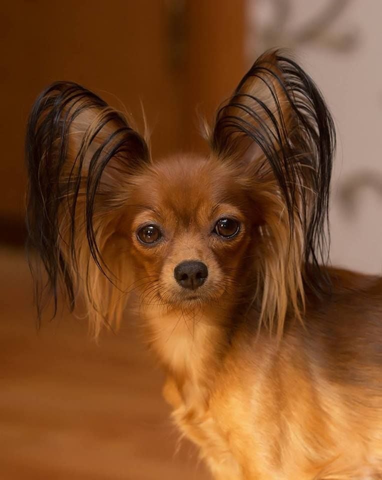 Chiot - Elevage Kalinka Style - eleveur de chiens Russkiy Toy (Petit ...