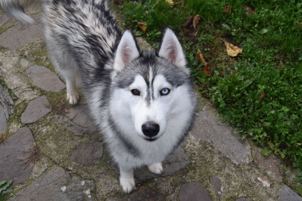 Chien Siberian Husky Pearl (Sans Affixe)