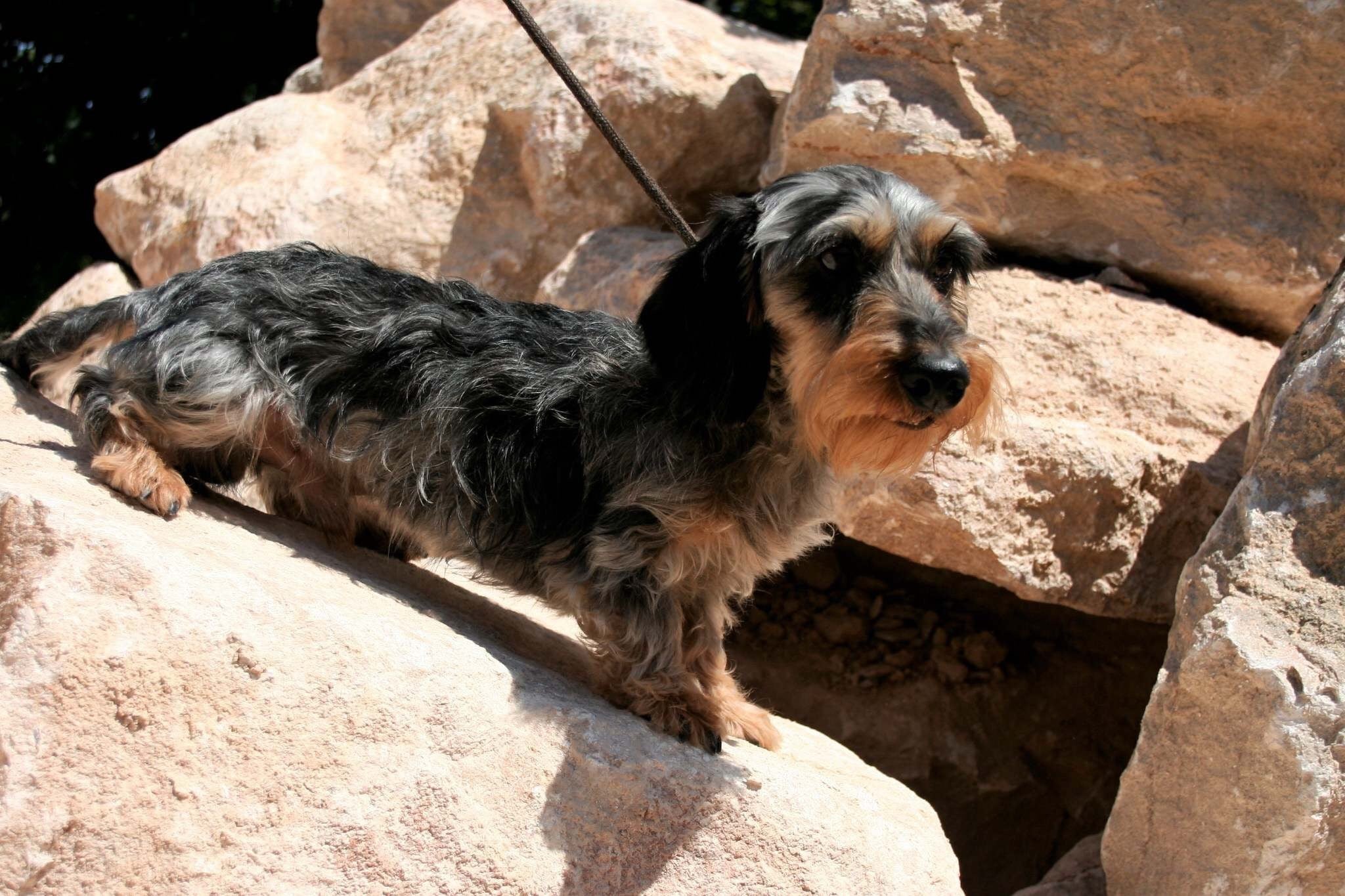 Accueil - Elevage du Chemin de L'Espoir - eleveur de chiens Teckel poil ...