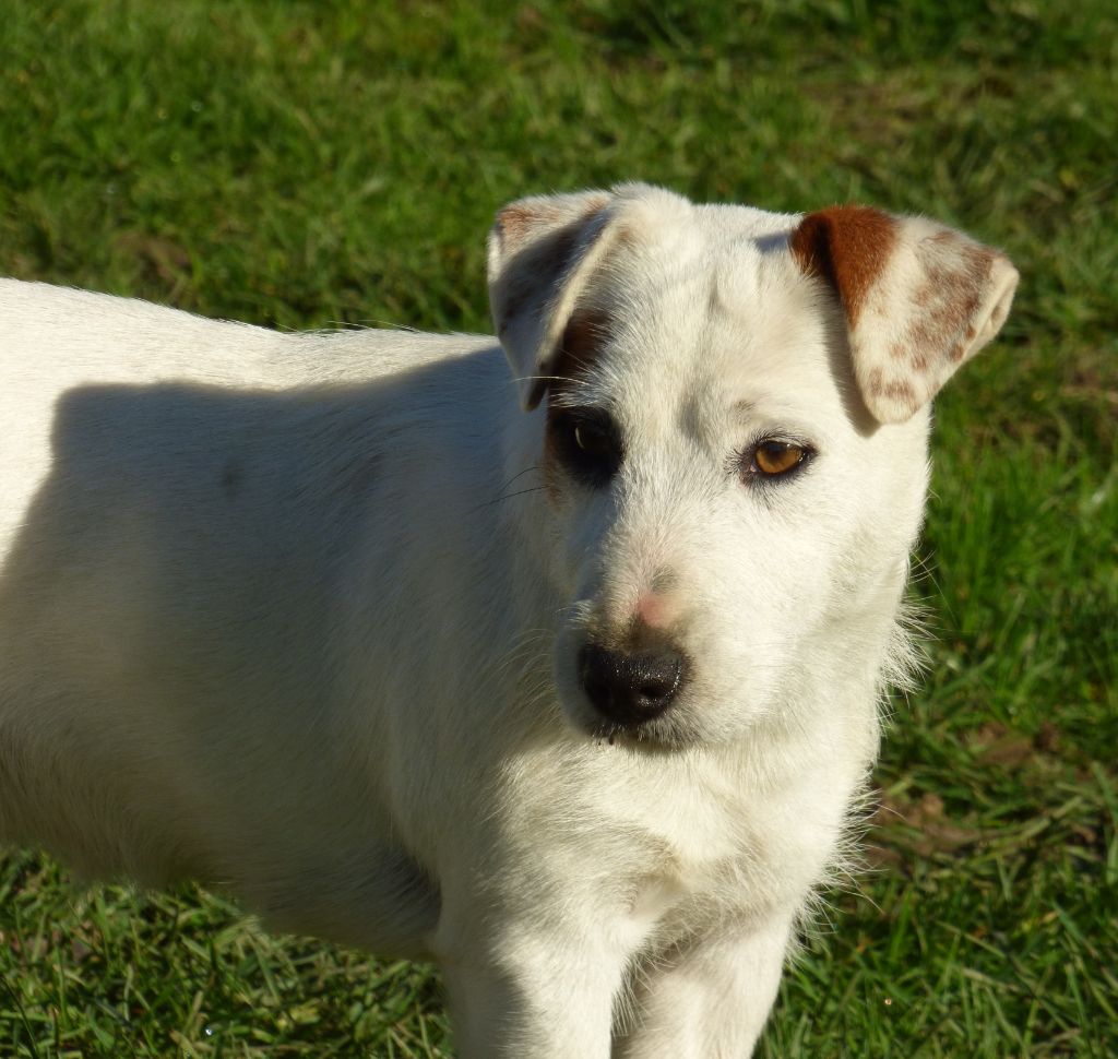 Chien Jack Russell Terrier O'lou Du Moulin Sault
