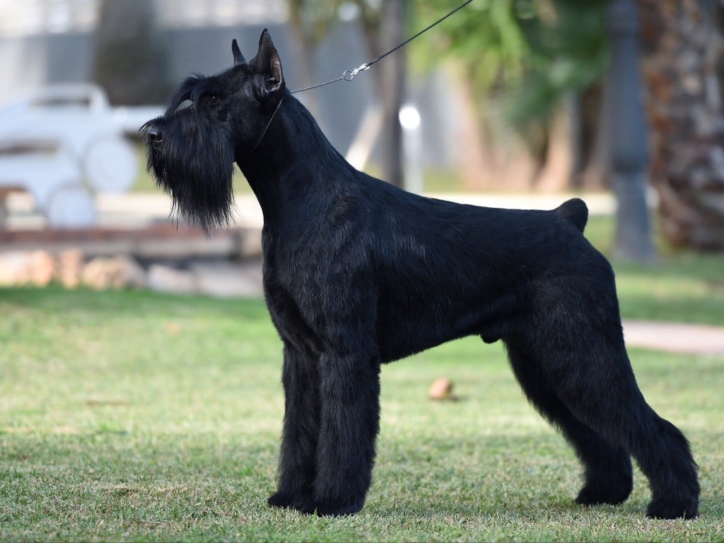 Chiot - Elevage Du Manoir De Beaupre - Eleveur de chiens Schnauzer ...