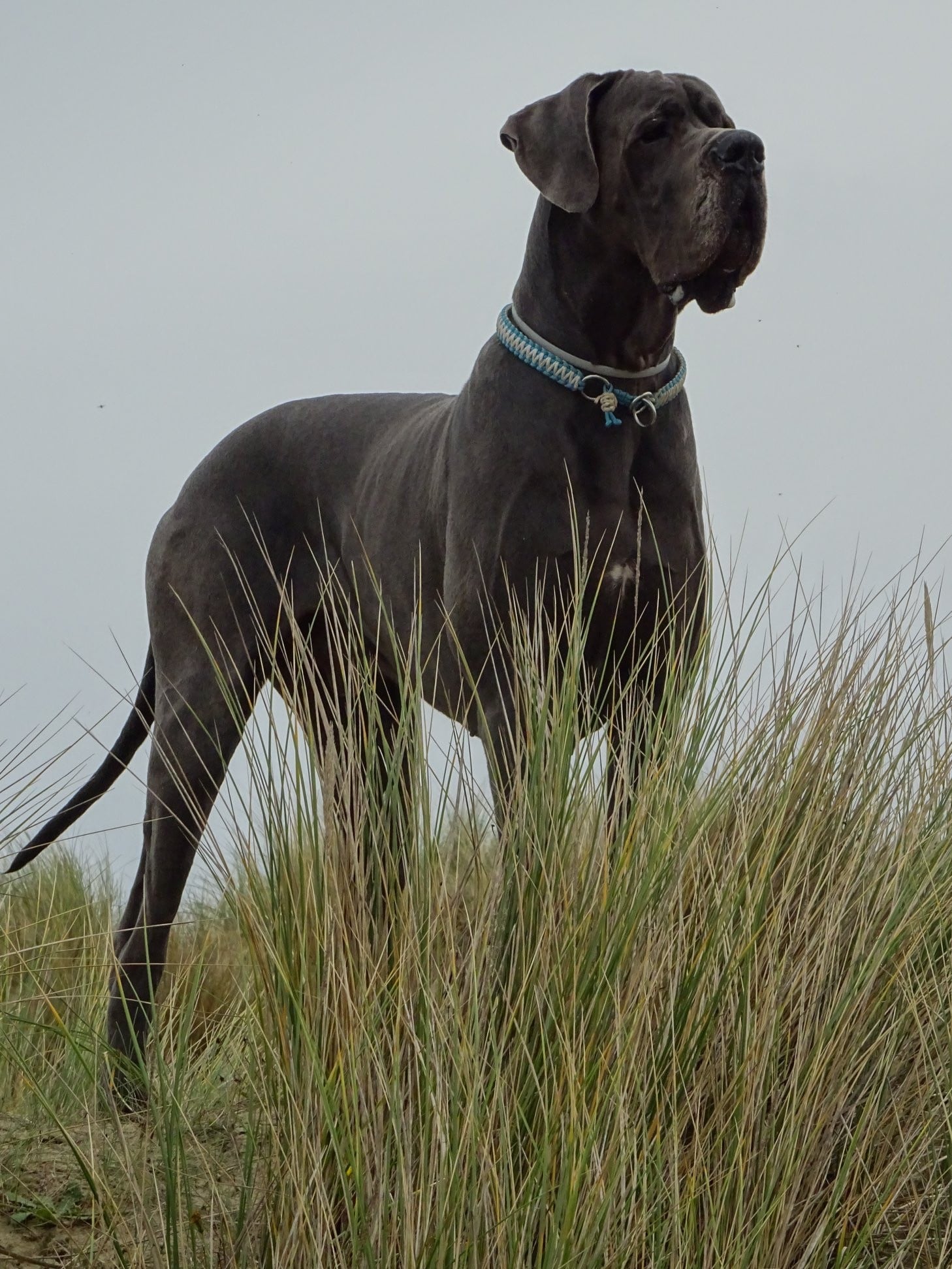 Chien Dogue allemand Hmingao tamarin blue
