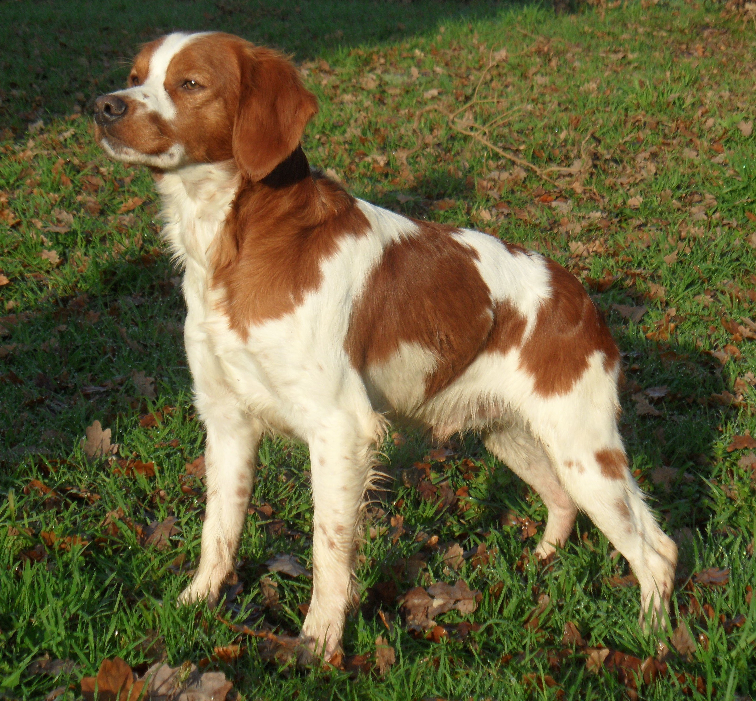 Chien - Elevage De tremouard - Eleveur d' Epagneul Bretons