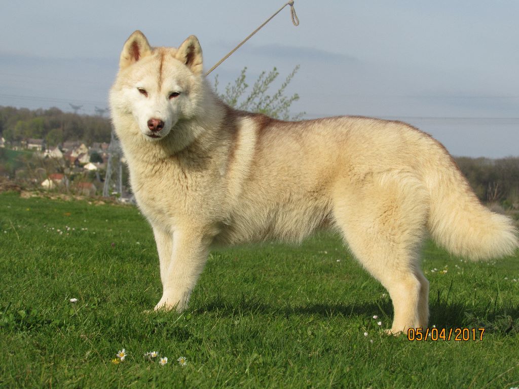 Chien Siberian Husky Sarah 1 De ciukci