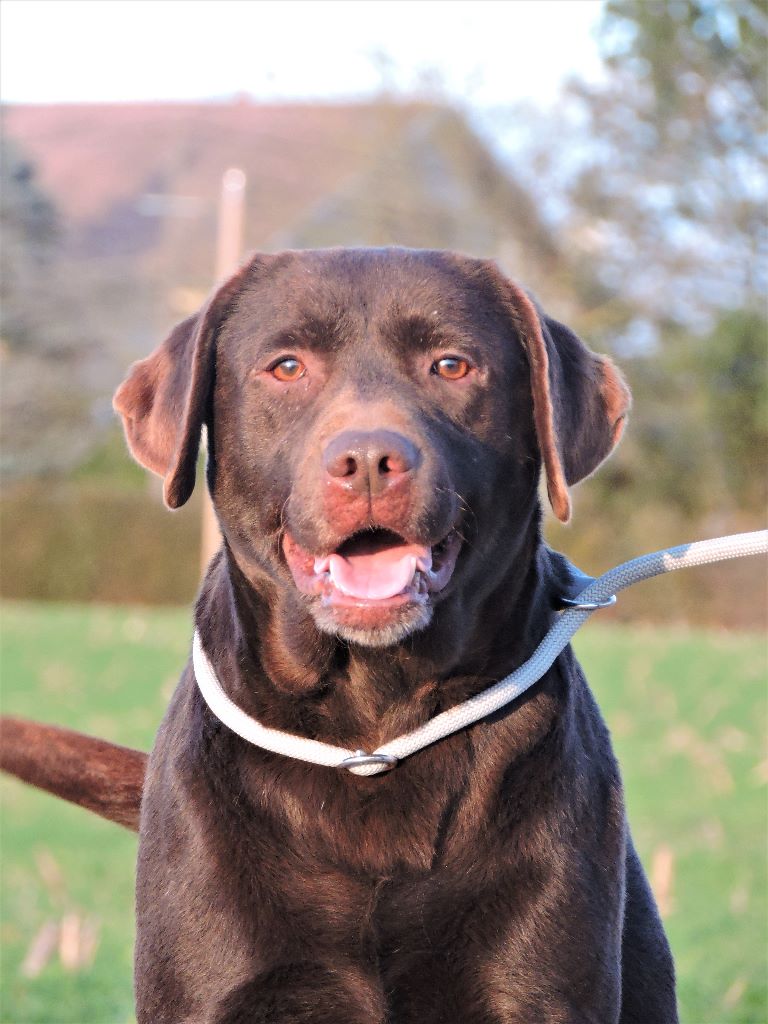 Chien Labrador Retriever Hemie d'Aydoilles