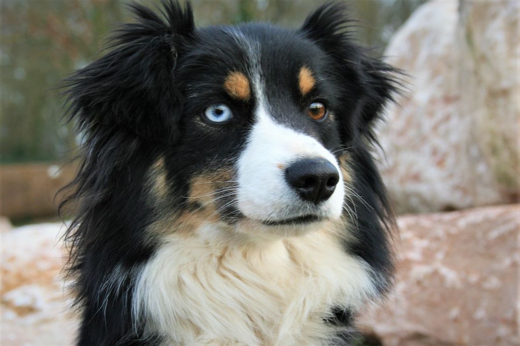 Chien - Elevage du Chemin de L'Espoir - eleveur de chiens Mini Berger ...