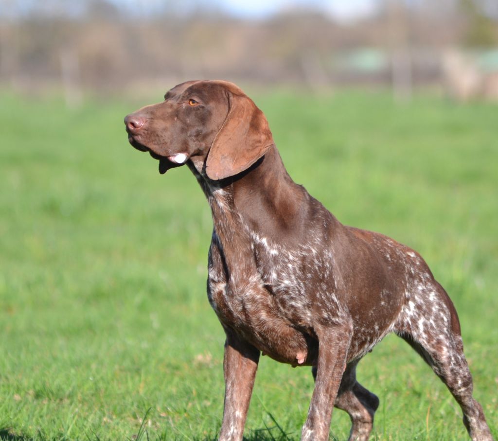 Chien Braque allemand à poil court Nitro Du Rio Parana