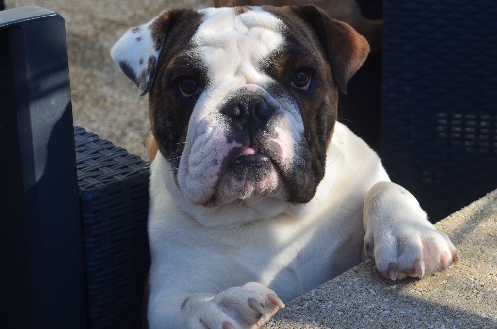 Chien Bulldog Anglais John London Bulls P'hermione granger