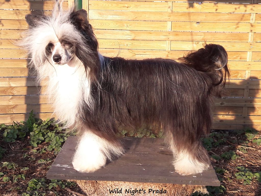 Chien Chien chinois à crête Wild Night's Prada