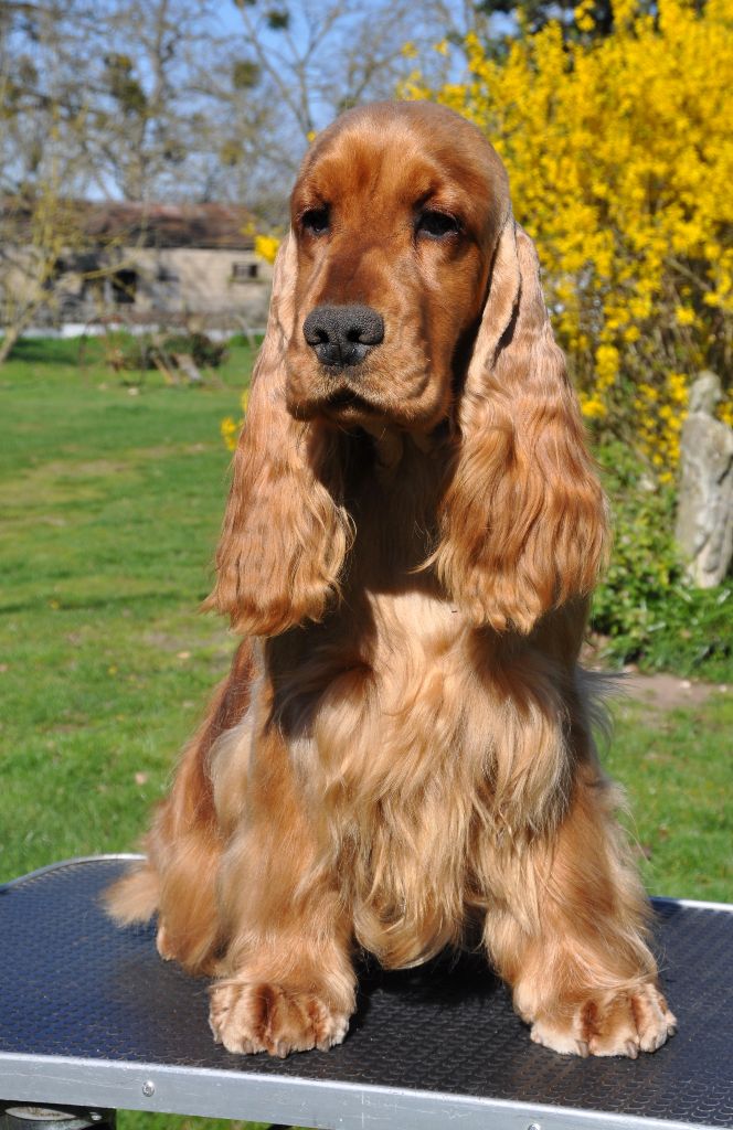 Chien Cocker Spaniel Anglais Sunset D'hell Optimus