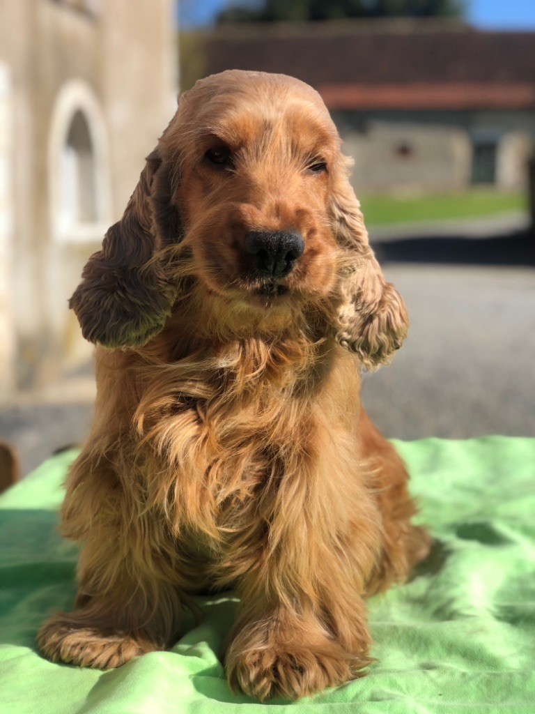 Chien Cocker Spaniel Anglais Mata-hari de la Gabrière