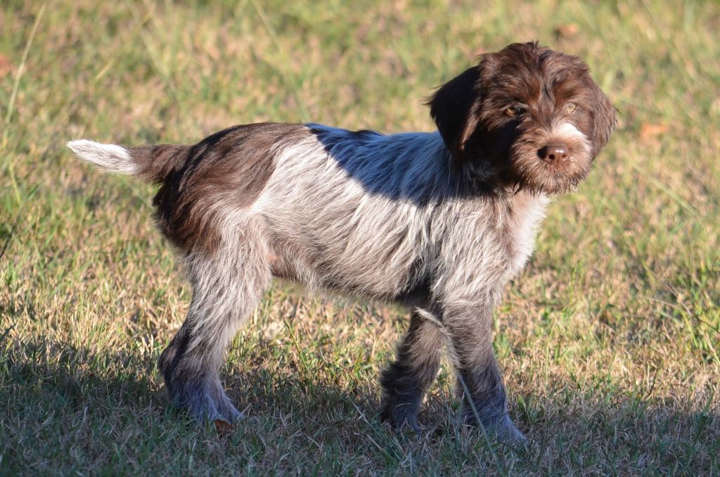 Accueil - Elevage griffon korthals- eleveur de griffon Korthals-chiots ...