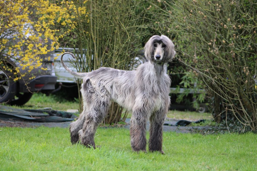 Accueil - Elevage Du croquet - eleveur de chiens Whippet