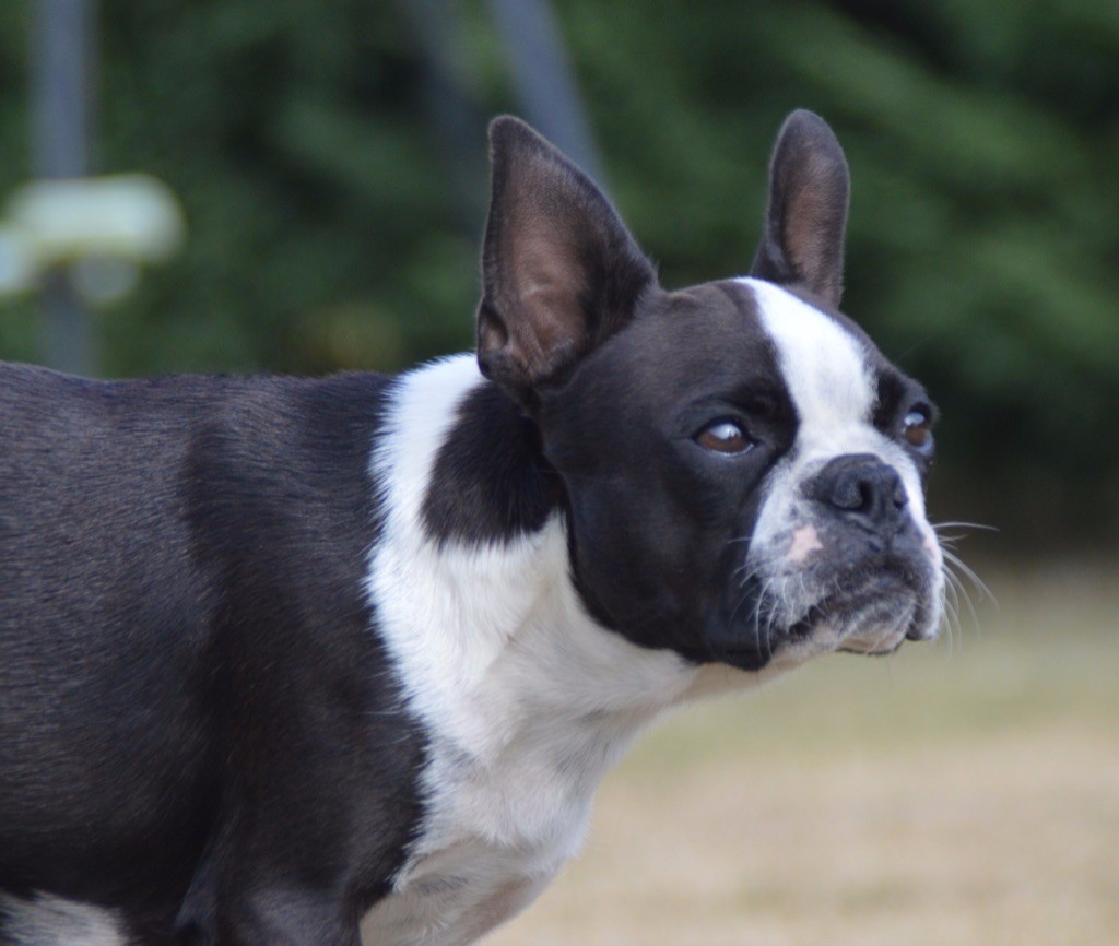 Chien Boston Terrier Chan Chue Only you