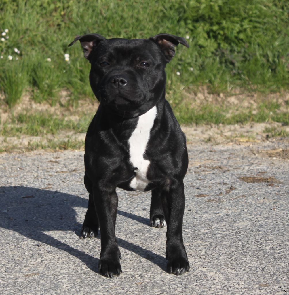 Chien - Elevage Of Black Lovely Staffie - eleveur de chiens ...