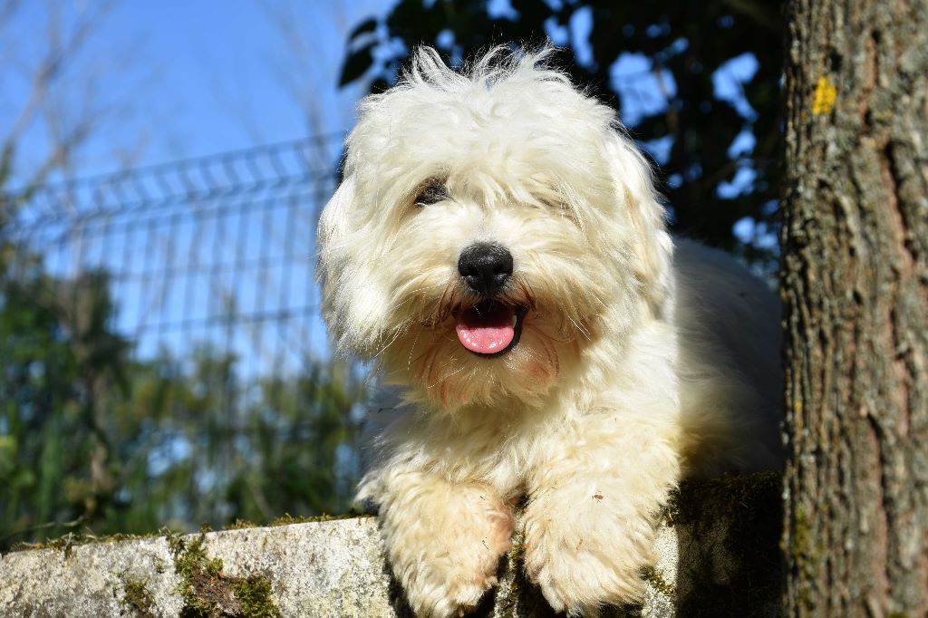 Chien Coton de Tulear Nougate du moulin de Caveaumont