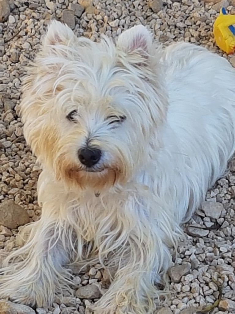 Chien West Highland White Terrier Melisse du Clos Lachrico