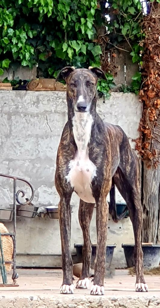 Chien Greyhound Othello Des dames du lac