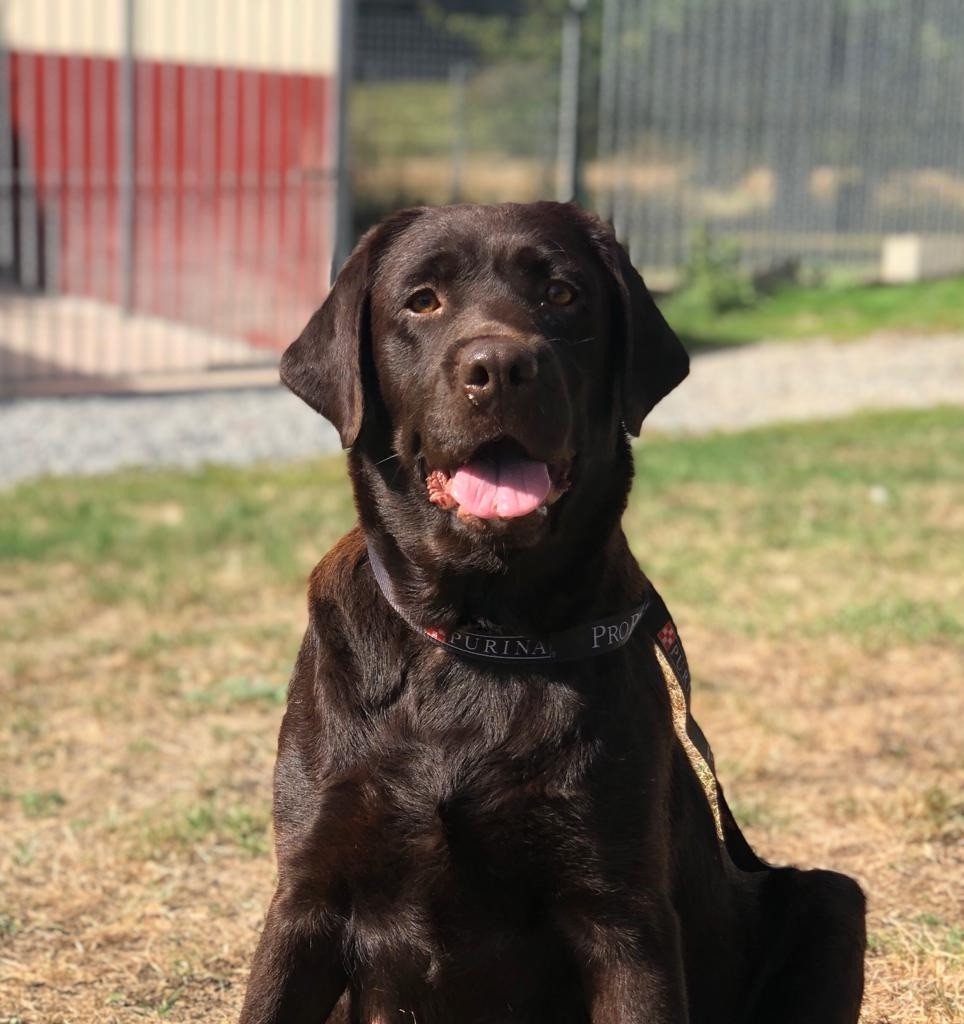 Chien Labrador Retriever Rainbow de la Gabrière