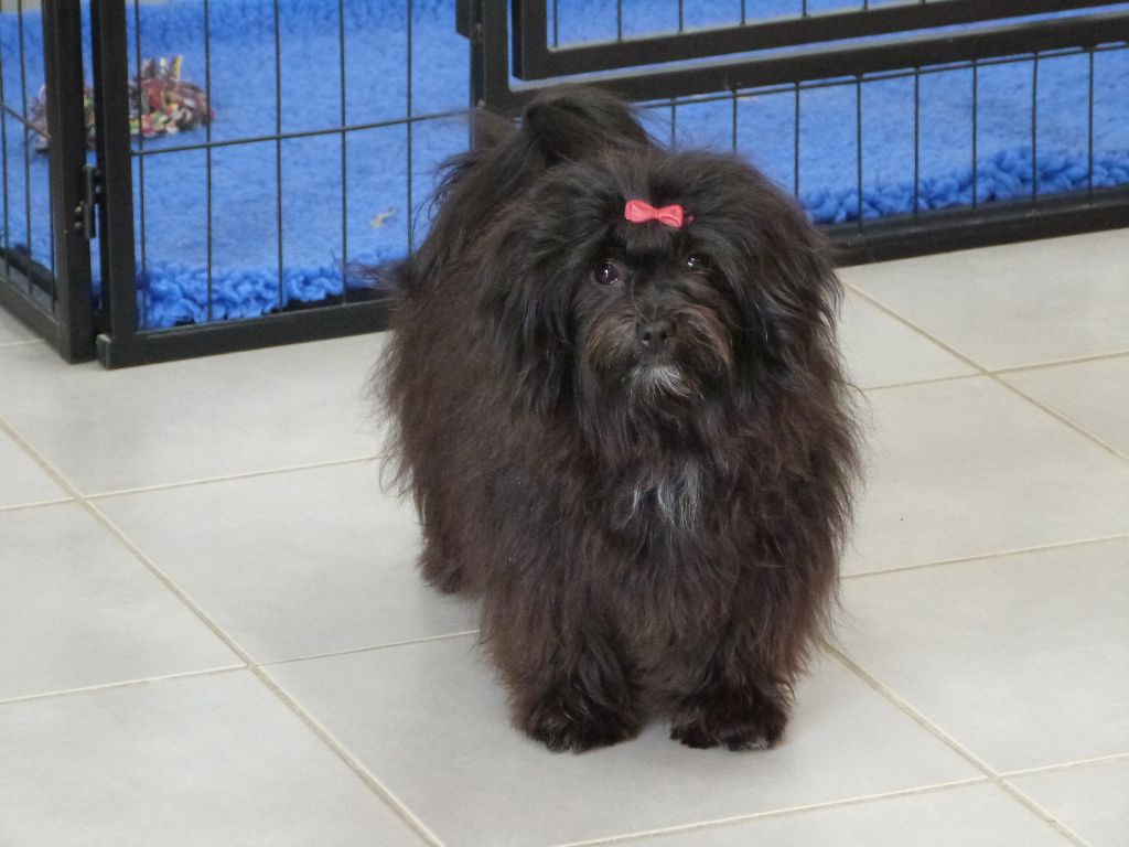 Chien Bichon Havanais Pasha west dogs line