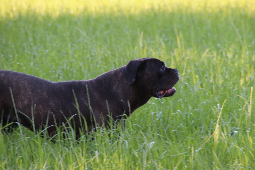 Chien Cane Corso Opaline des Reflets de la Calabre