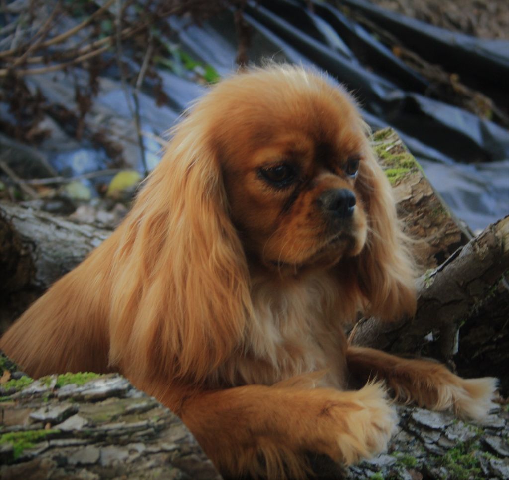 Chien Cavalier King Charles Spaniel Lili De Manaëlle