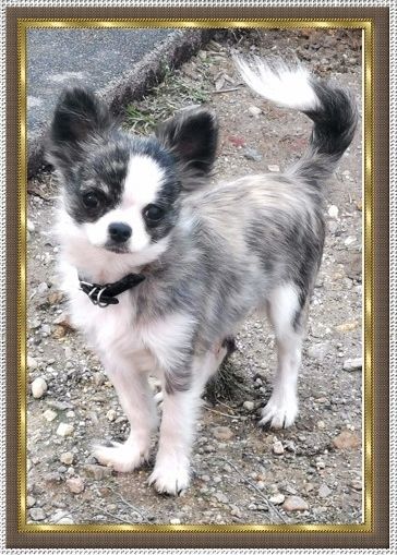 Chien Chihuahua Rambo du Paradis des P'tits Cracks