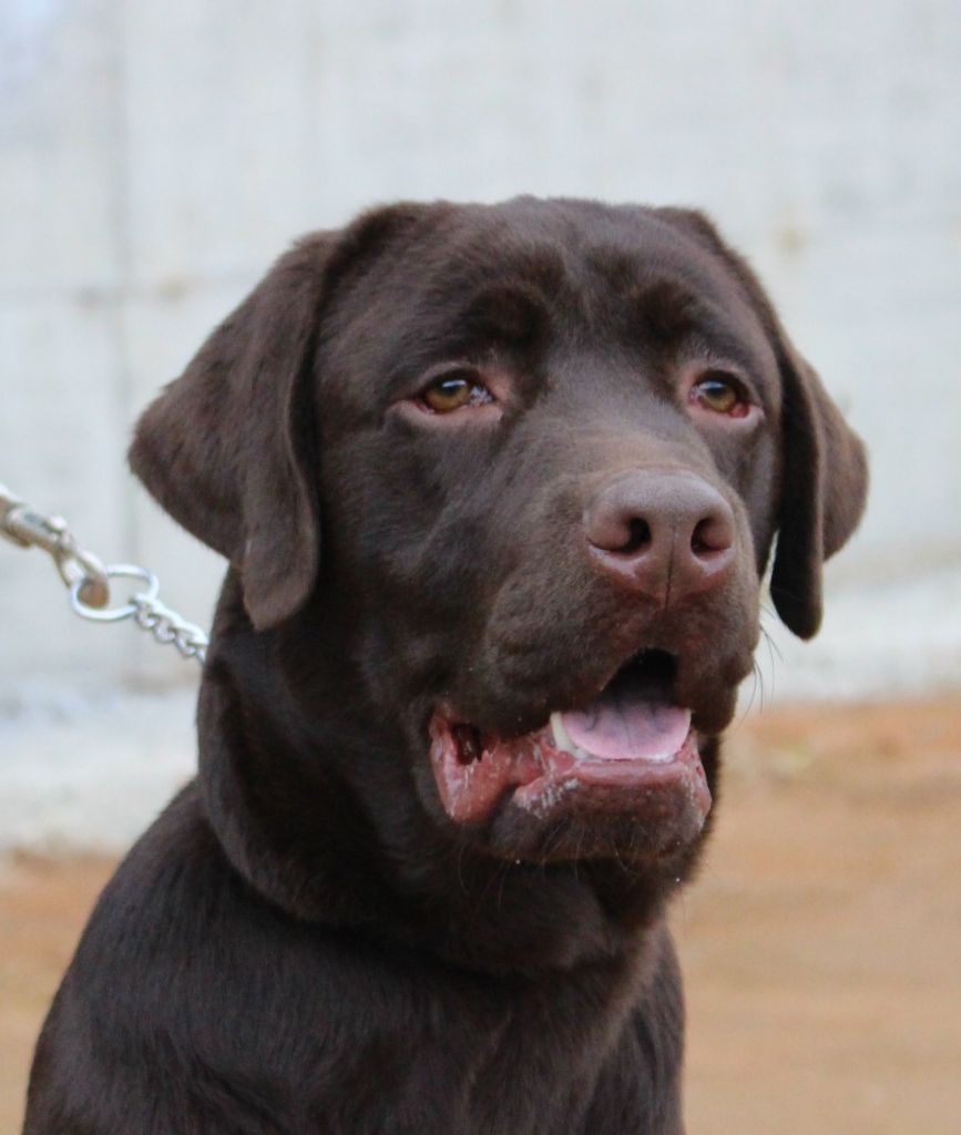 Chien Labrador Retriever Rio Des terres sacrees