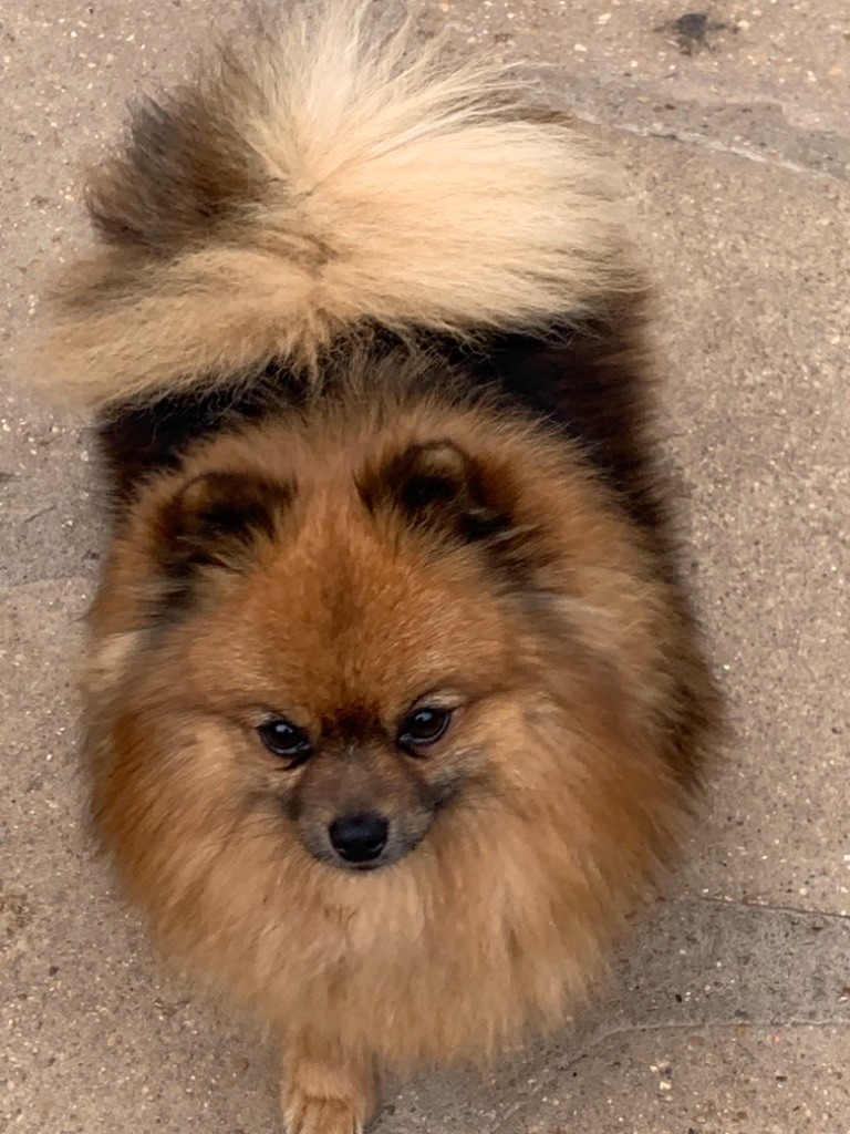 Chien Spitz allemand Neige D'Albitru