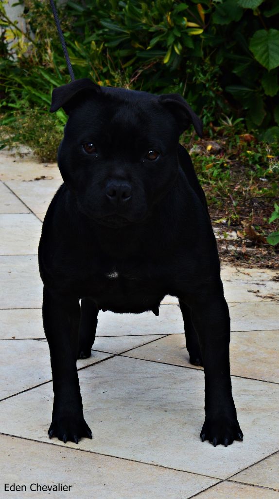 Chien Staffordshire Bull Terrier Othense jolie demoiselle Of My ...