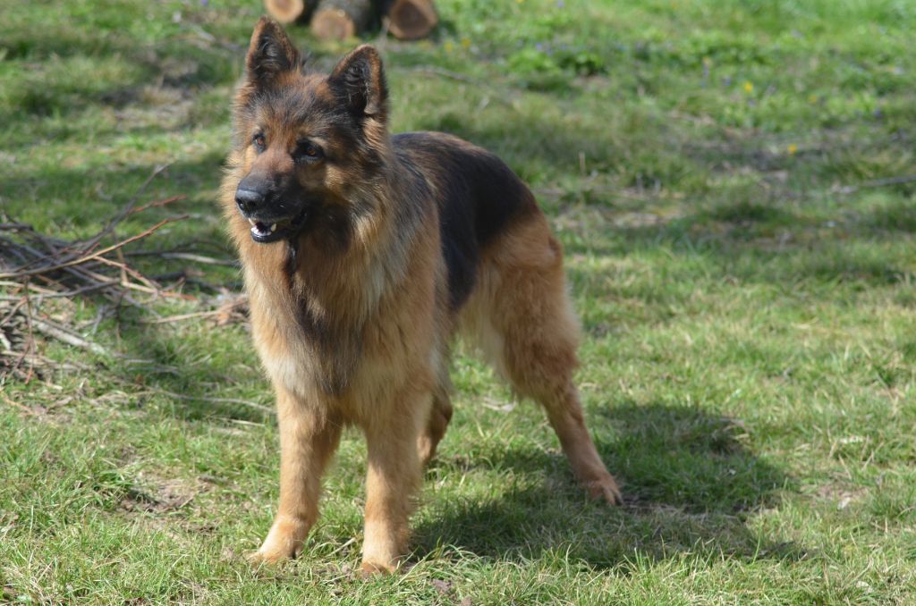 Chien Berger Allemand Poil Long jessie