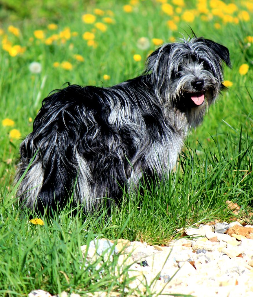 Chien Berger des Pyrenees à poil long P'tite elya du moulin d ébène