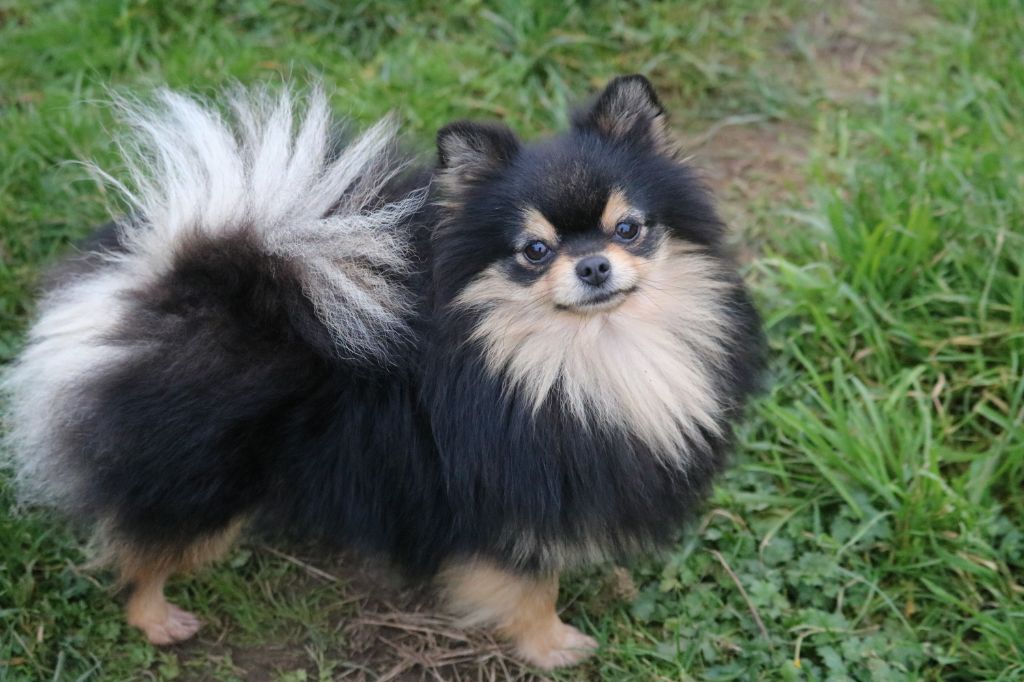 Chien Spitz allemand Flafi dite joy iz zolotogo sunduchka