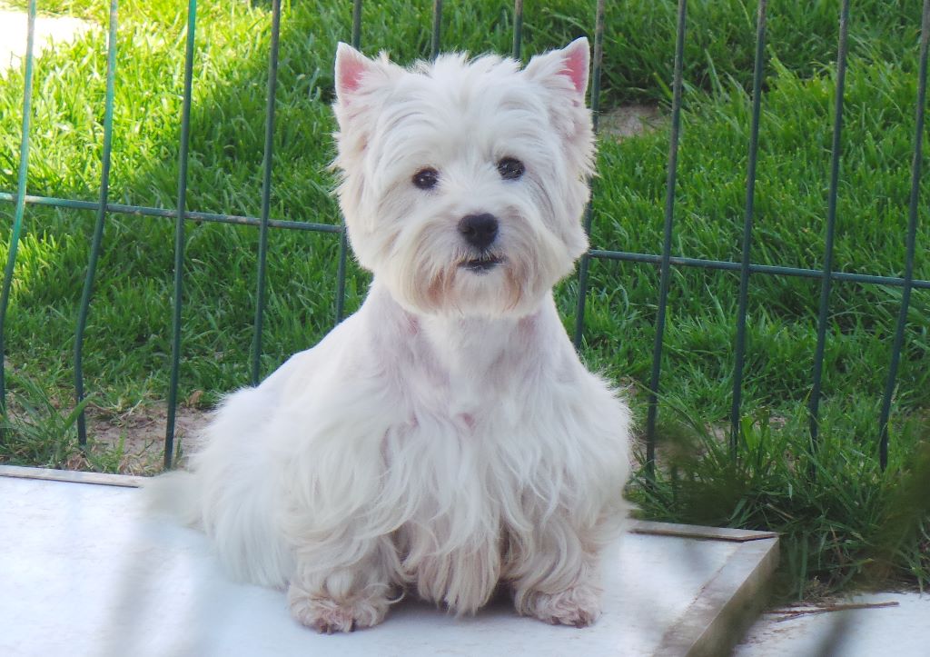 Chien West Highland White Terrier Pookie Du domaine d'alexan