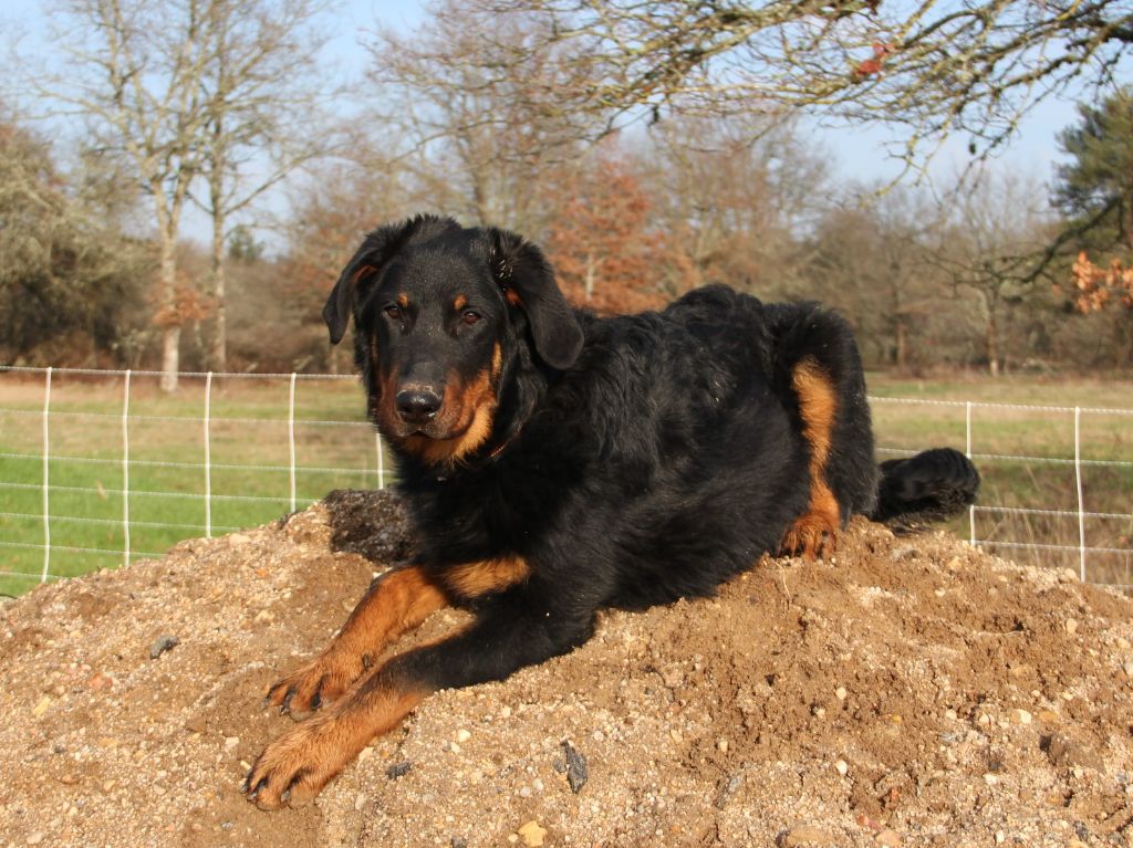 Chien Berger de Beauce Ryder original du royaume d elsa