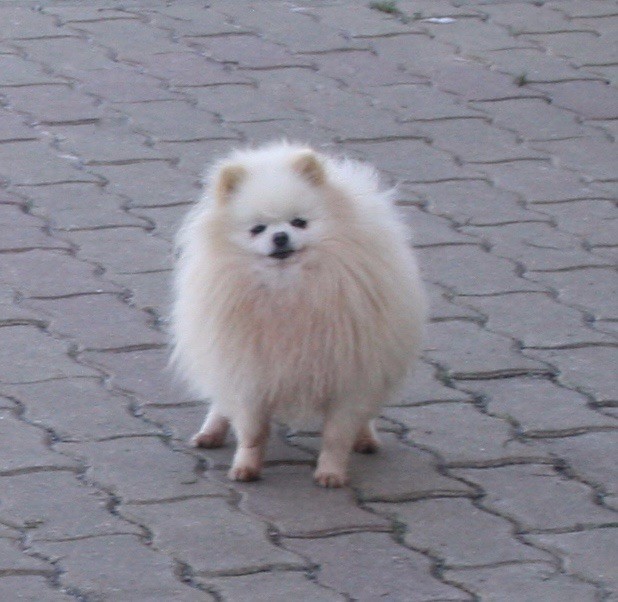 Chien Spitz allemand Noel flocon du Beauty Spitz